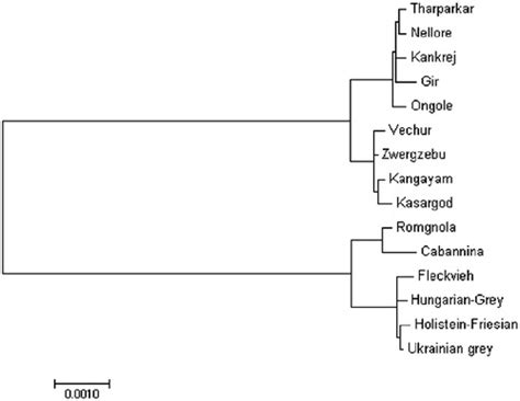 Full Article The Complete Mitochondrial Genome Of Indian Cattle Bos