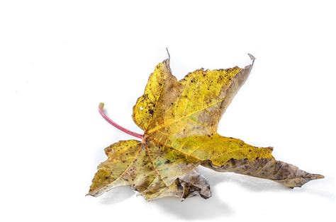 Feuille Nature Naturel Photo Gratuite Sur Pixabay Pixabay