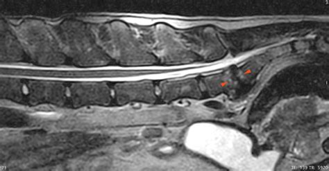 Mrt Cauda Equina Tierklinik Schwanenstadt