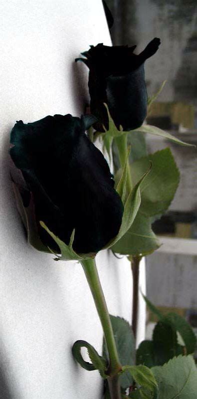 Pin By Samantha Griego On The Language Of Flowers Black Rose Flower