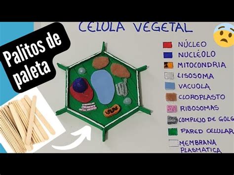 Maqueta De La Celula Vegetal Con Materiales Reciclables Infoupdate Org