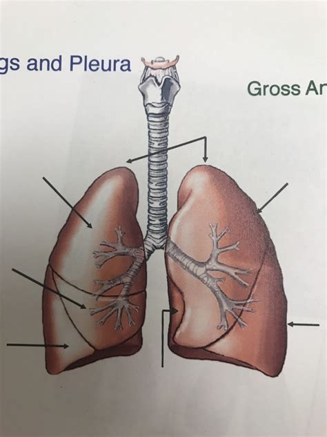 Diagram Of Lungs And Pleura Quizlet