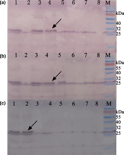 A Study Of Viral Coat Protein Accumulation In Lily Chloroplasts From