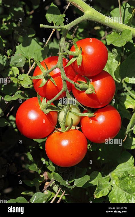 Lycopersicon Esculentum Cultivar Hi Res Stock Photography And Images