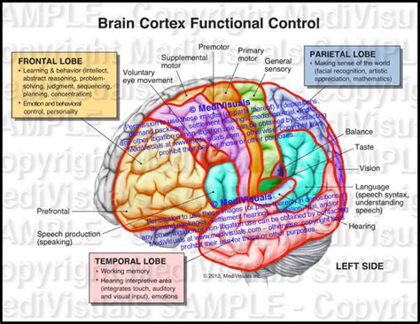 Anatomy Of Brain And Functions Infoupdate Org