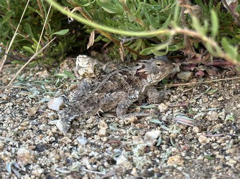 方舟子 on Twitter 在梅森谷所见动物海岸角蜥 coastal horned lizard 南太平洋响尾蛇 southern