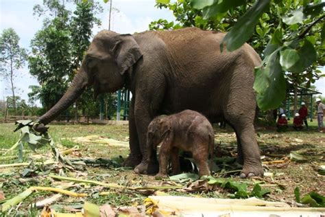 Bayi Gajah Lahir Di Unit Konservasi PT RAPP BKSDA Riau Beri Apresiasi