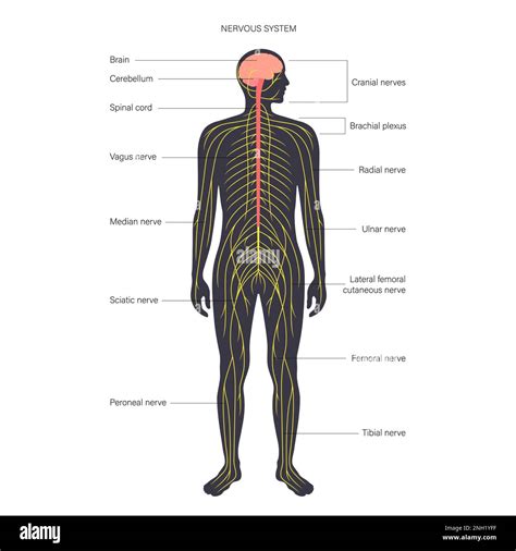 Diagram Of The Autonomic Nervous System Hi Res Stock Photography And