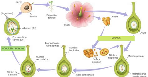 NATURALES 8º Ciclo de las Angiospermas