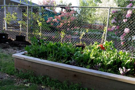 Shrubs To Plant Along Chain Link Fence At Marcia Burt Blog