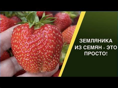 СЕЕМ ЗЕМЛЯНИКУ ЧТОБЫ ПОЛУЧИТЬ РАННИЙ УРОЖАЙ YouTube
