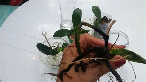Orqu Dea Cultivada Na Gua Excelente Resultado Youtube