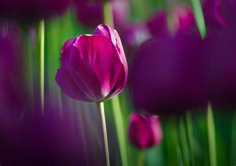 Tulip Quotes For Girlfriend QuotesGram