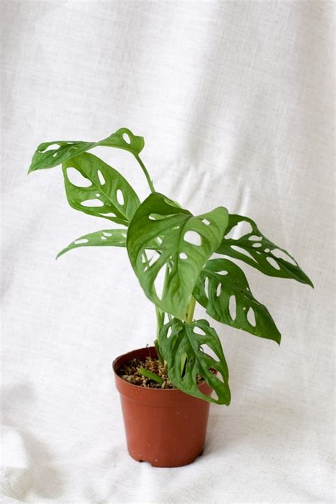 Monstera Adansonii From The Naked Collection PINE SG