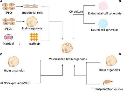 Frontiers The Application Of Brain Organoid Technology In Stroke