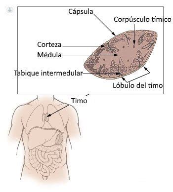 Glándula Timo función e importancia Hematólogo Murcia