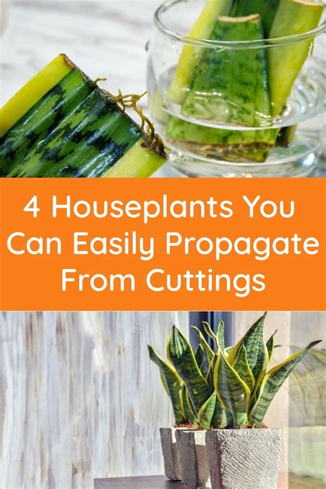 Have You Got A Favorite Houseplant That You D Like To Grow More Of