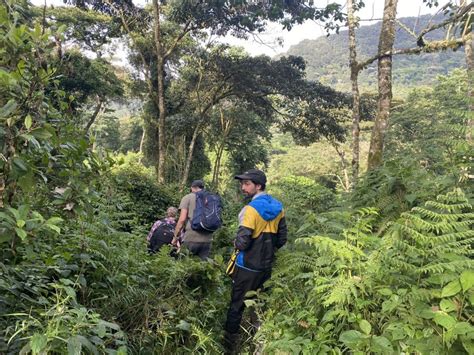 Exclusive Gorilla Trekking In Rwanda Eco Adventure Safaris