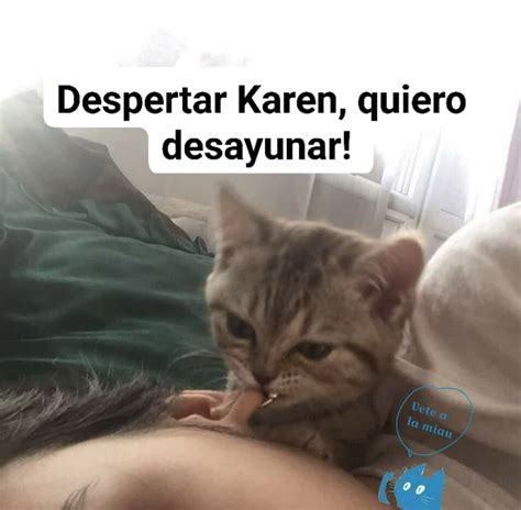 Memes de karen y el gato parte 6 Memes en Español la mejor