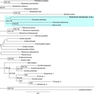 Maximum Likelihood Ml Phylogenetic Tree Of Phyllodocidae Based On