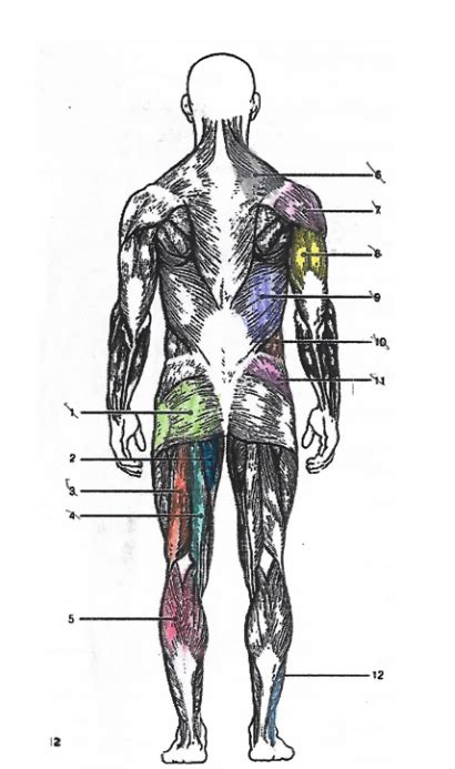Anatomy Muscle Identification Quiz Review Diagram Quizlet