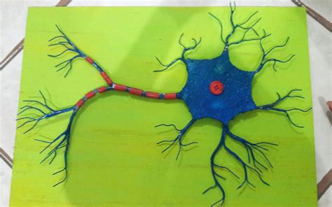 Ideas Para Hacer Una Maqueta De Una Neurona Poners