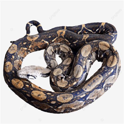 Boa Constrictor Snake Boa Snakes Python PNG Transparent Clipart