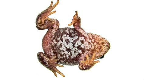 Descubren en Perú al Espíritu del Mantaro una especie de rana nunca