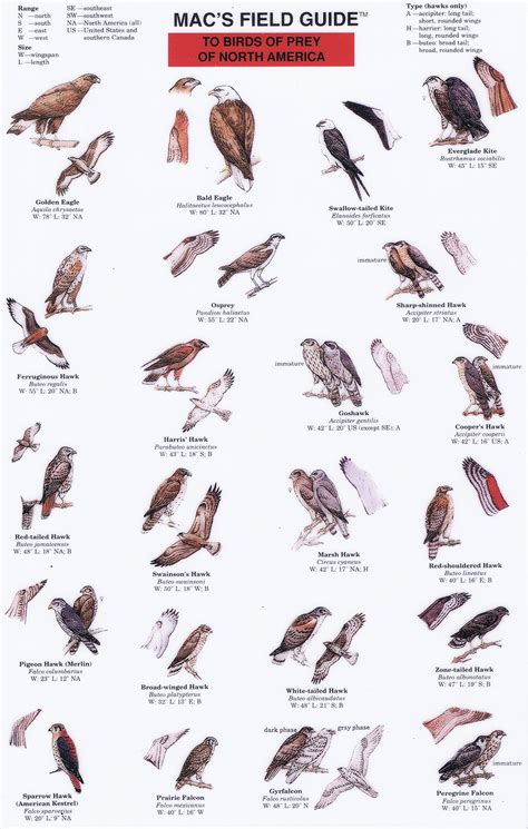 Mac S Field Guide To Birds Of Prey Of North America DiscoverNW Org