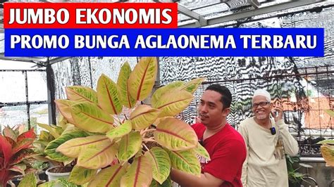 LOKAL EKONOMIS PROMO AGLAONEMA RUMPUN DAN JUMBO EKONOMIS 343 YouTube