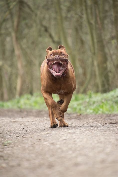 Bordeaux Mastiff Springa Djur Gratis foto på Pixabay Pixabay