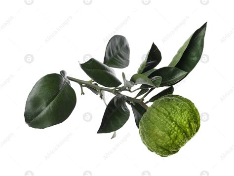 Bergamot Tree Branch With Fruit And Leaves On White Background Stock