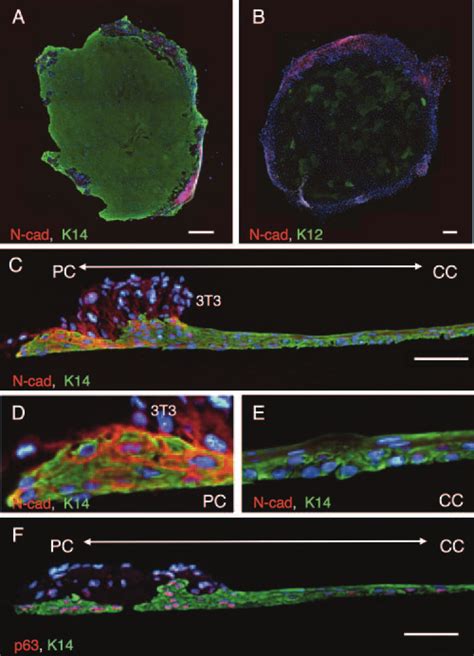 Immunostaining Of N Cad And Keratins Of Single Human Limbal Epithelial