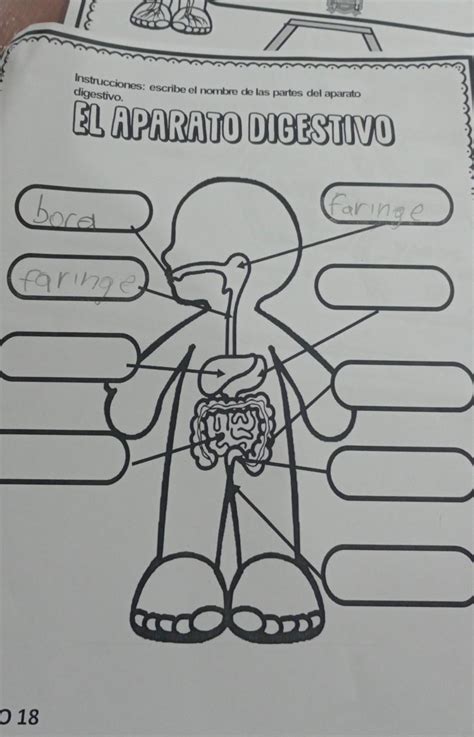 Ayudaaaaescribe El Nombre De Las Partes Del Aparato Digestivo Brainly Lat
