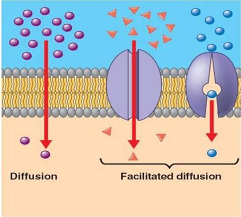 Diffusion And Osmosis Flashcards Quizlet