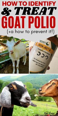 Goat Health Is A Very Important Part Of Raising Goats You Need To Be