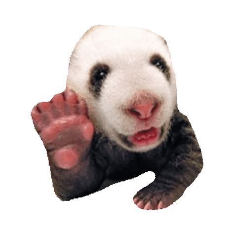 Panda Hello Sticker By Imoji For IOS Android GIPHY