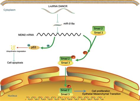 Diagram For The Molecular Mechanism In CC Cells LncRNA DANCR Elevates