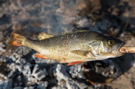 Perch Stomach