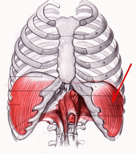 Structures Of Thorax Flashcards Quizlet