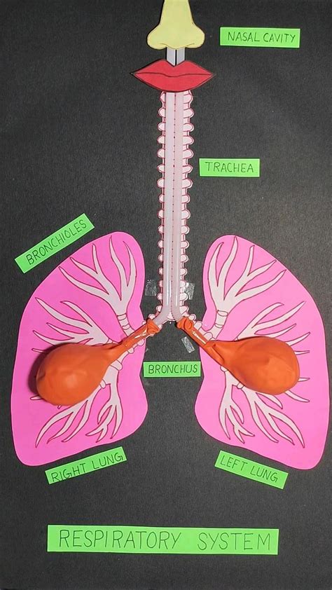 Respiratory System Working Model In 2024 Science Exhibition Projects
