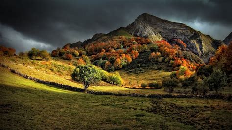 Papel de parede luz solar Árvores panorama floresta cair Sombrio