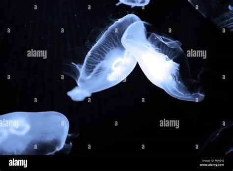 Many Blue Jellyfish Float Under Water Macro Shooting Stock Photo Alamy