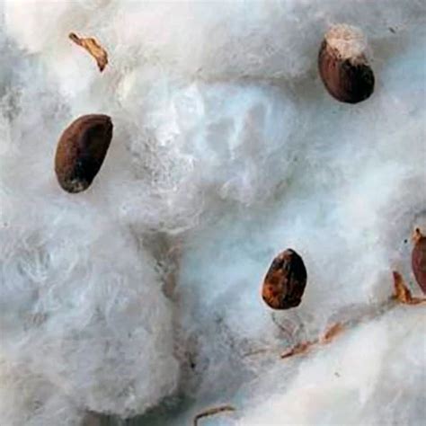 Qué es germinación de semillas y cómo germinar semillas en casa