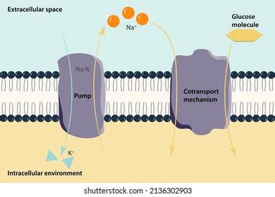 Types Cotransport Primary Secondary Active Transport Stock Vector