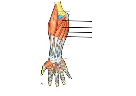 Anterior Muscles Of Forearm Superficial Layer Diagram Quizlet