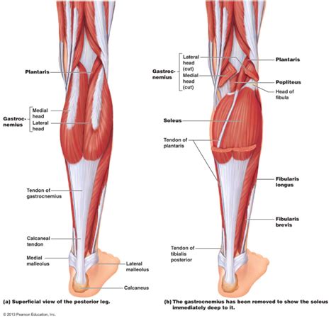 Calf Muscle Tightness Achilles Tendon Length And Lower Leg Injury