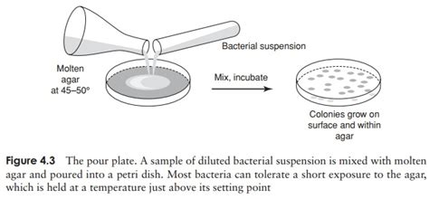 Laboratory Cultivation Of Microorganisms