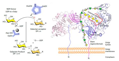 Structural and Biochemical Insight into a Modular Î² 1 4 Galactan