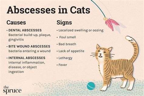 Cat Tooth Abscess Treatment At Home Review Home Co